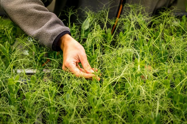 About Protealis: Leading Sustainable Protein Innovation