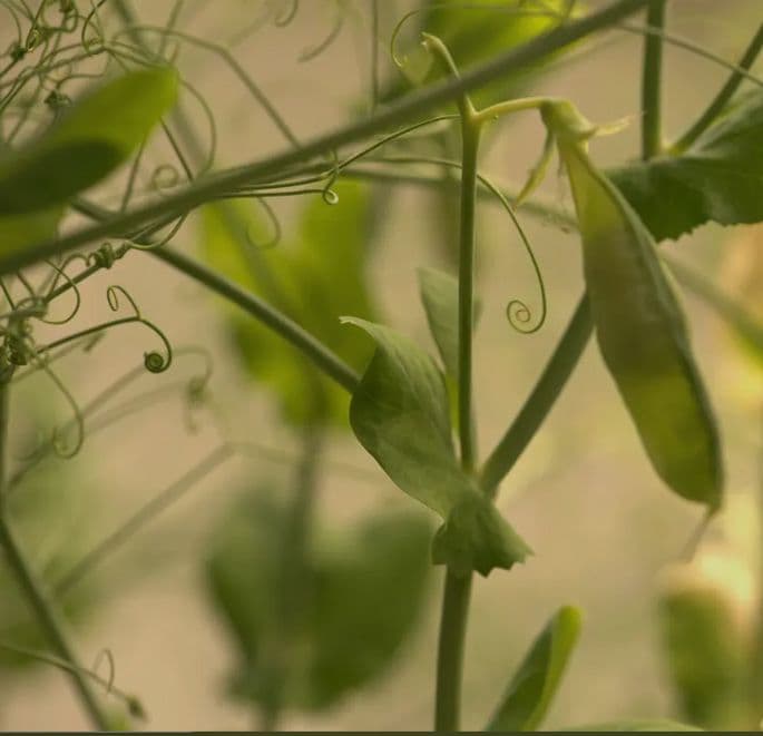 Ons gele erwt programma